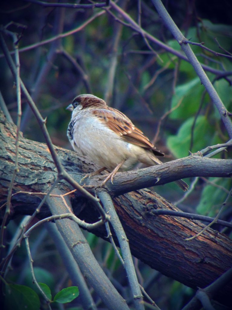 Bird sitting on the tree branch - PixaHive