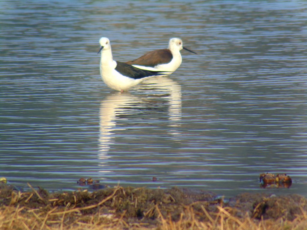 Birds in the river - PixaHive