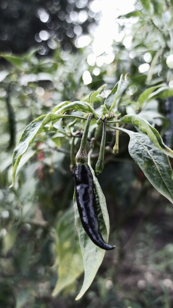 Black chili - PixaHive