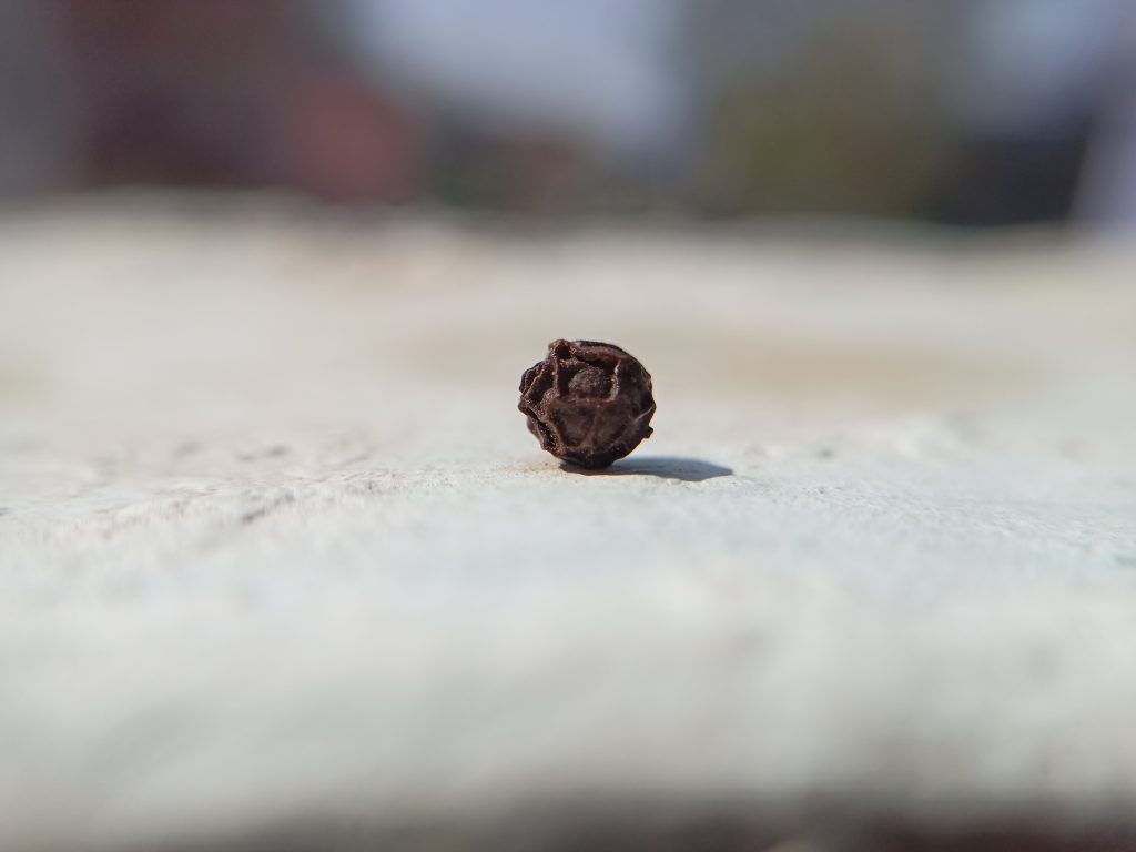 Black pepper seed - PixaHive