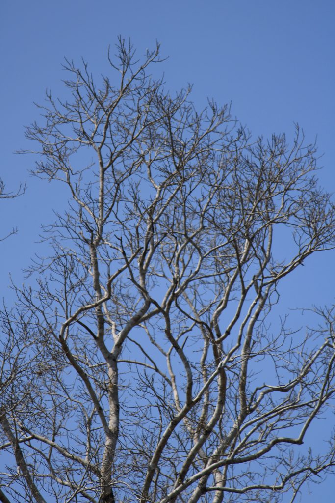Branches of a dry tree. - PixaHive