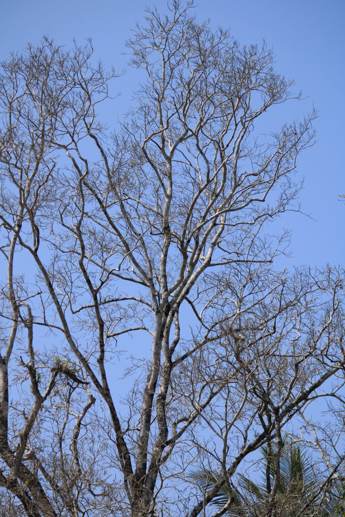 Branches of a tree. - PixaHive