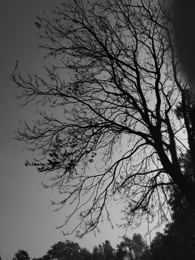 Branches of a tree - PixaHive