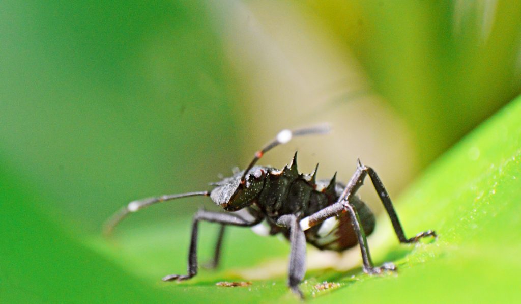 An insect - PixaHive