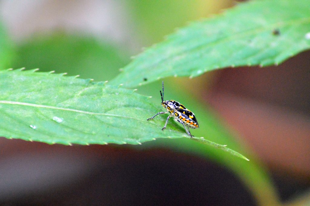 Bug on plant leaf - PixaHive