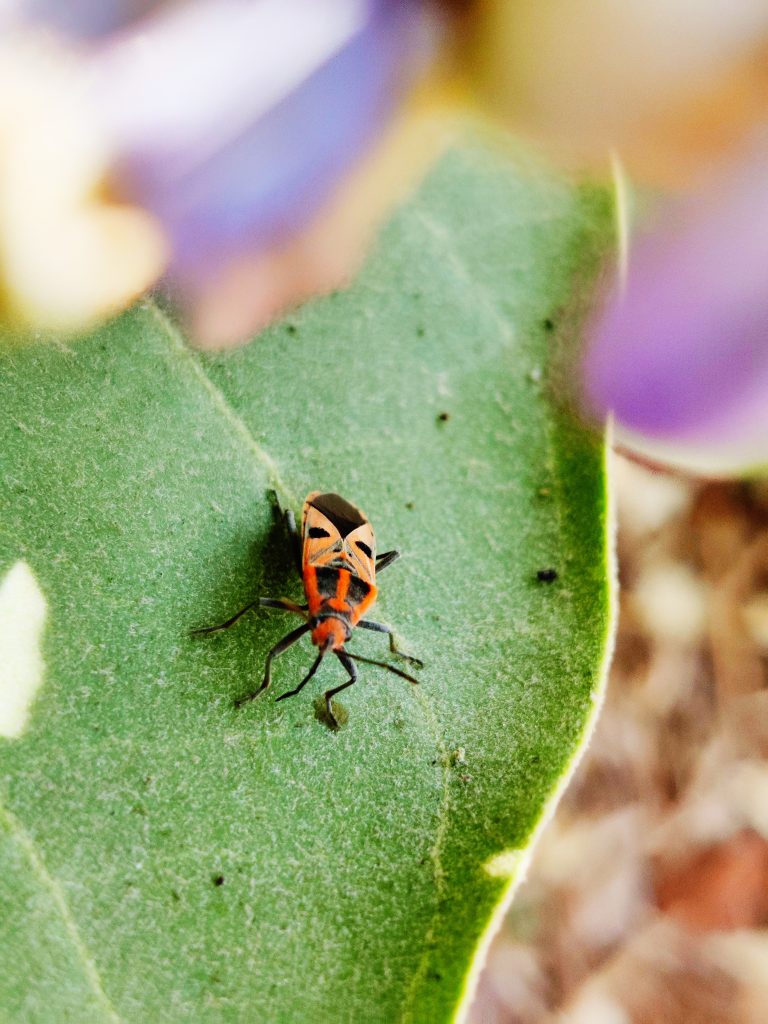 Bug on the leaf - PixaHive