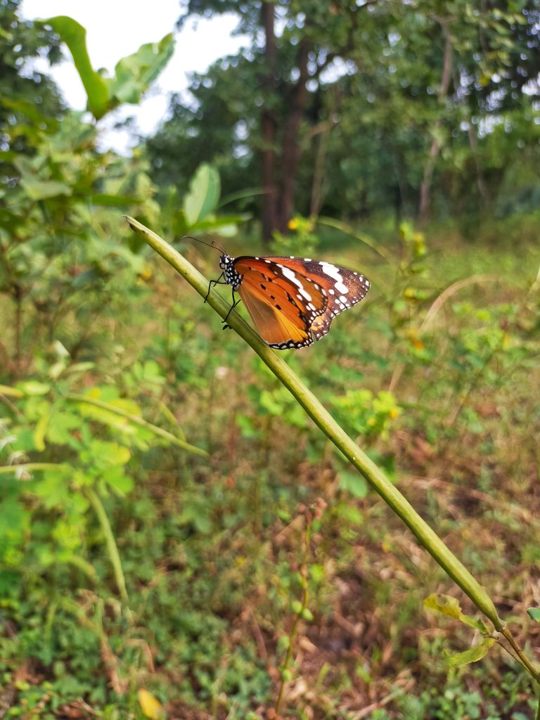 Butterfly on plant stem - Free Image by Gvt Ar on PixaHive.com