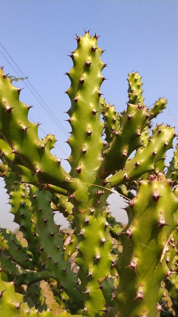 Cactus plant - PixaHive