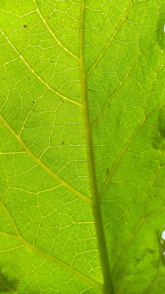 Closeup of a green leaf - PixaHive
