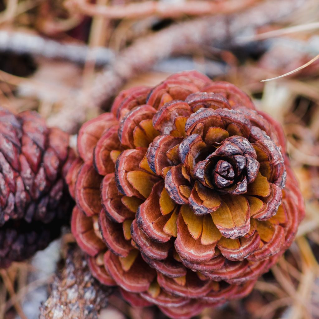 Conifer cone - PixaHive