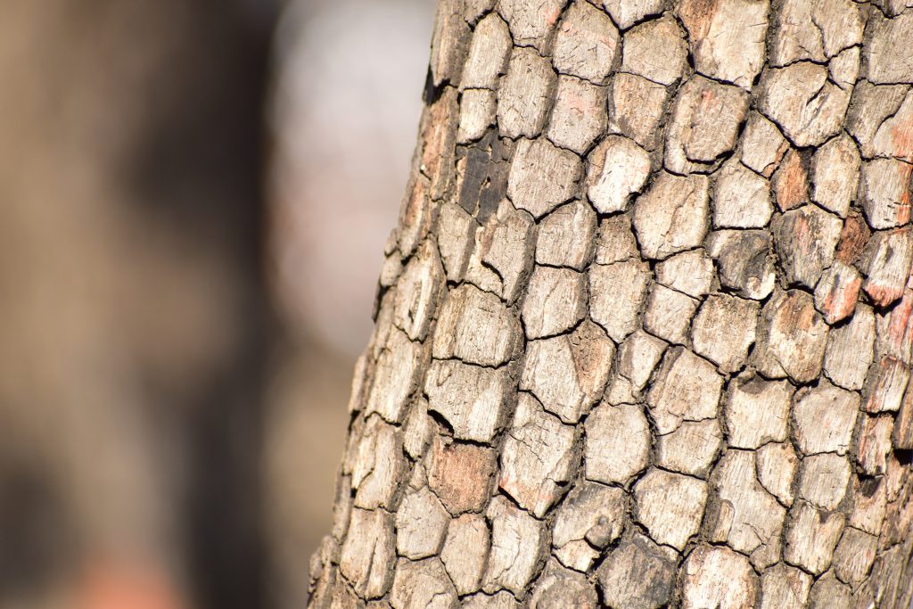 Tree pattern - PixaHive