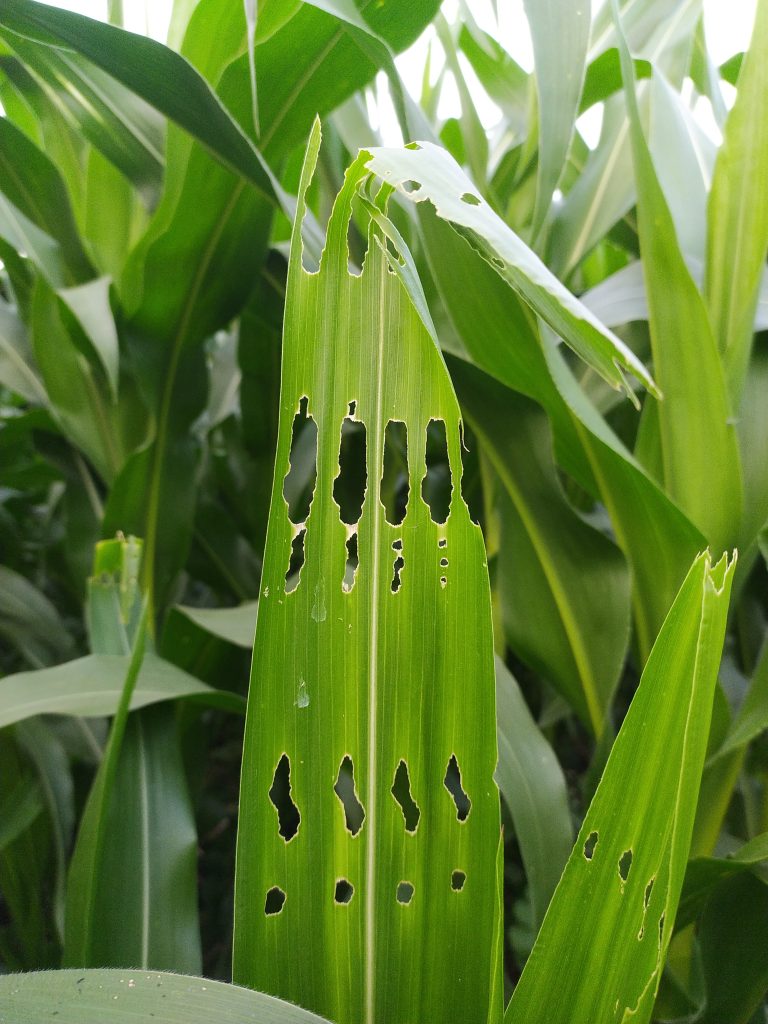 Damaged maize crop - PixaHive