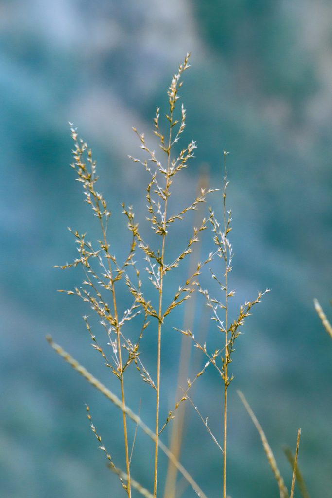 Dead grass - PixaHive