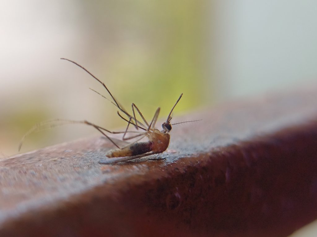 Dead mosquito - PixaHive