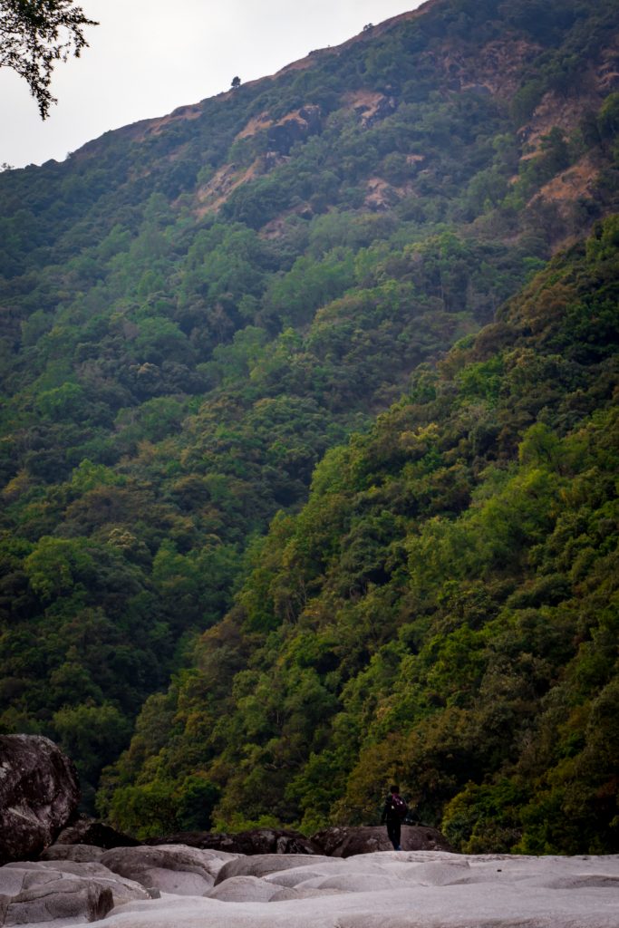 Dense tree on a mountain - PixaHive