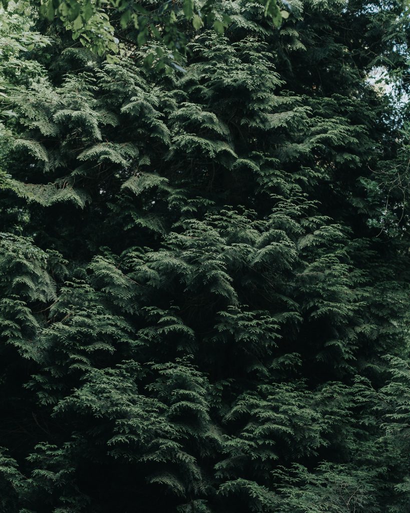 Dense trees - PixaHive