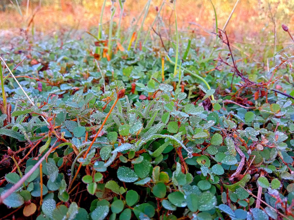 Dew on grass in farm - PixaHive
