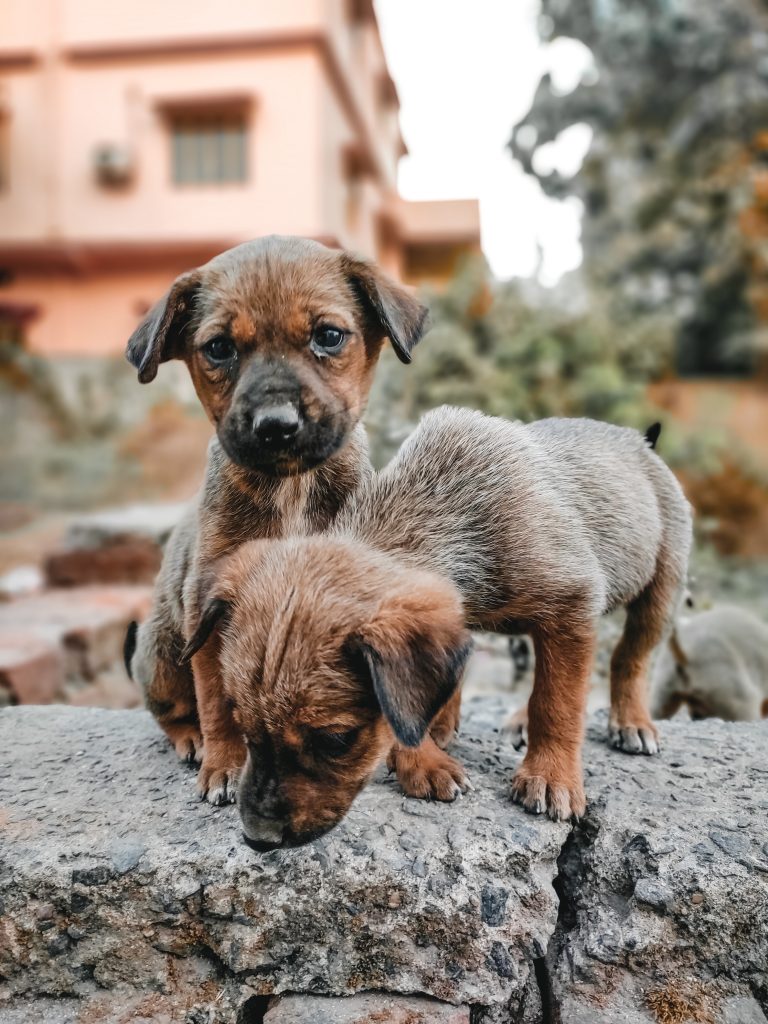 Dog puppies on wall - PixaHive