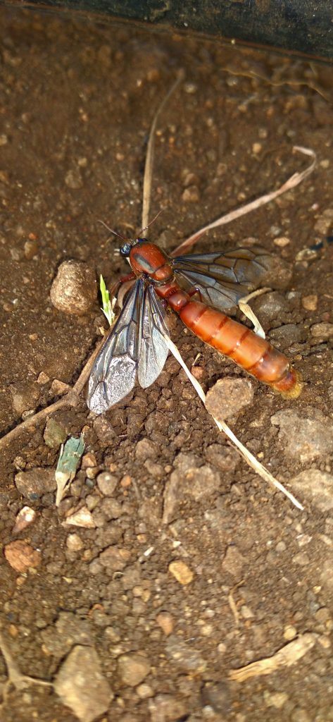 Driver ant - PixaHive