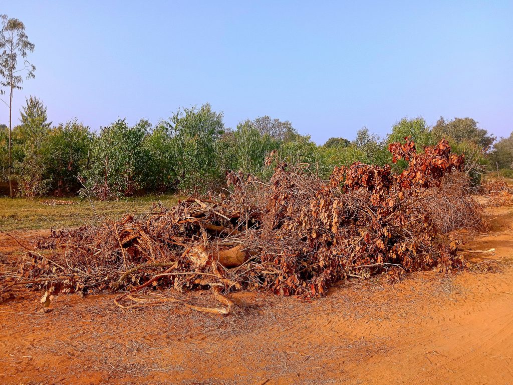 Dry leaves and dry trees - PixaHive