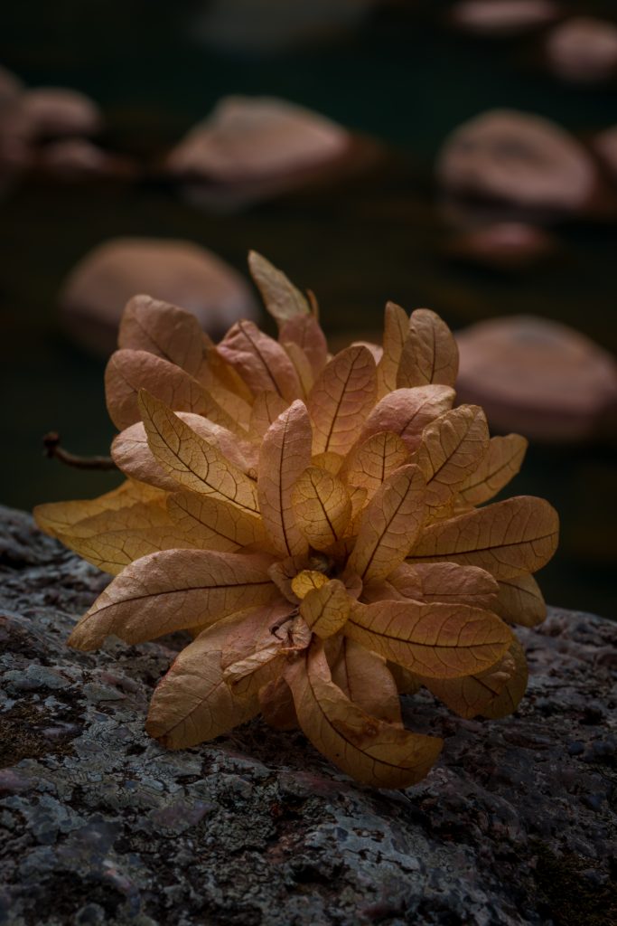 Dry leaves of a plant - PixaHive