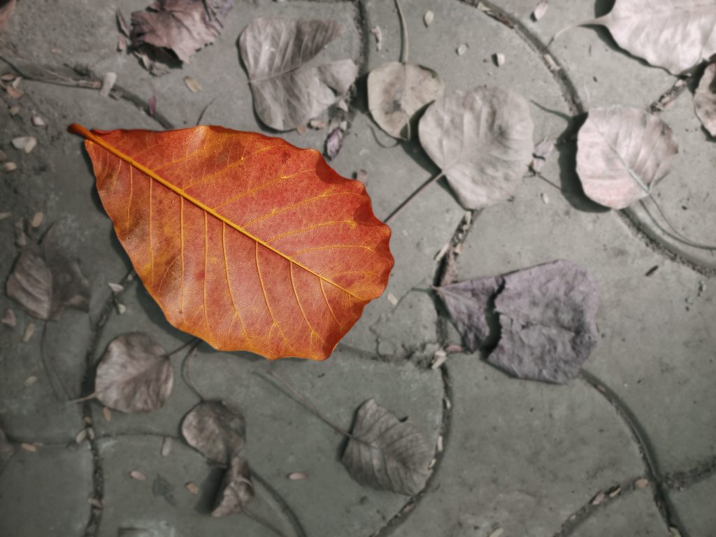 Fallen leaves - PixaHive