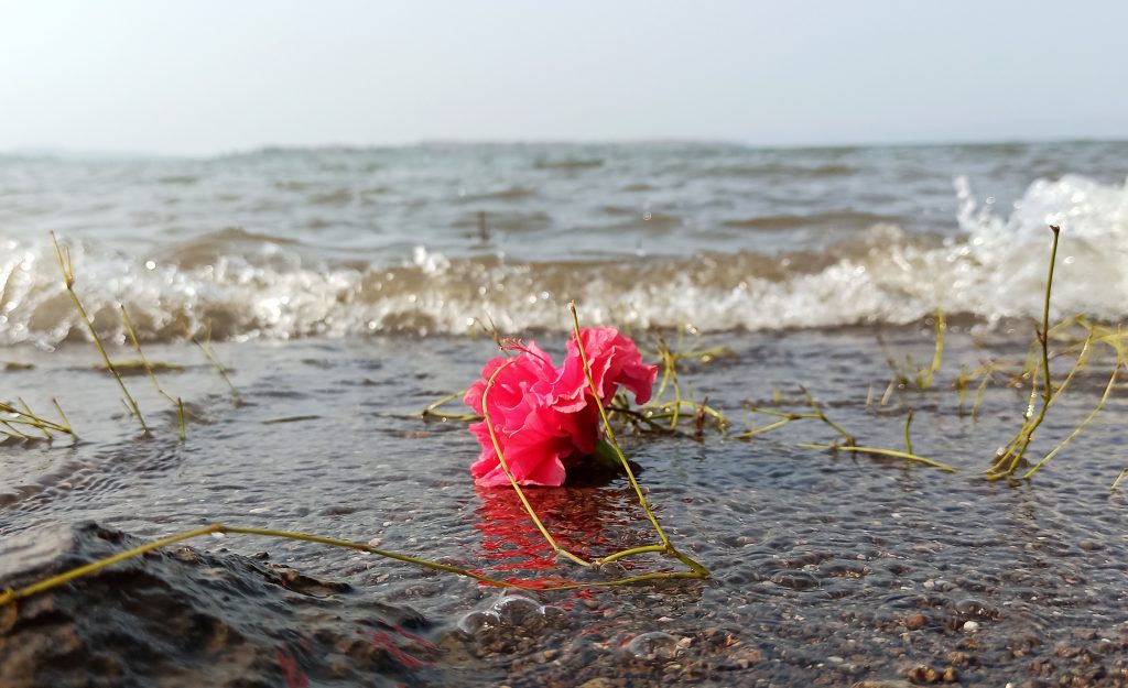 Flower in the sea - Free Image by HR.Mavchi on PixaHive.com