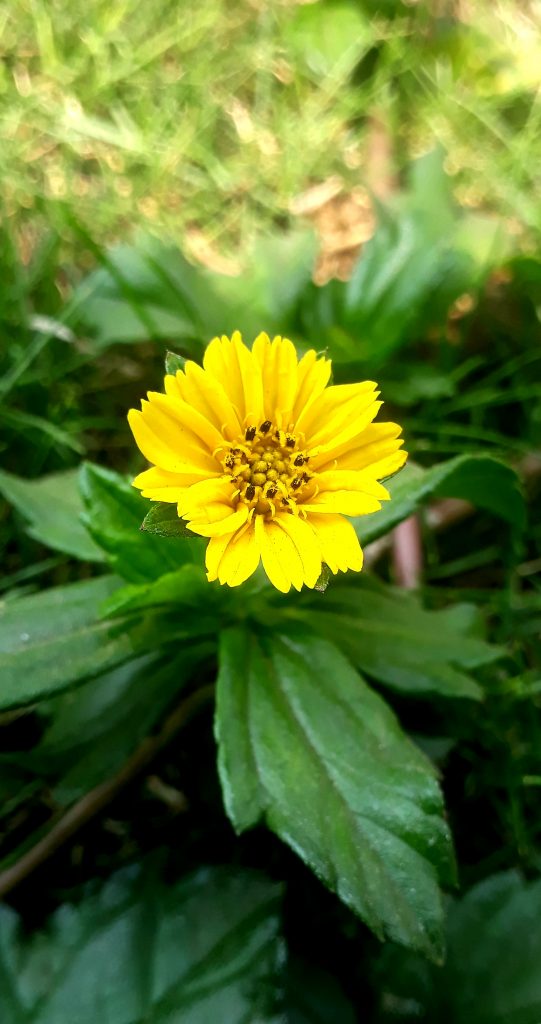 Flower on plant - PixaHive