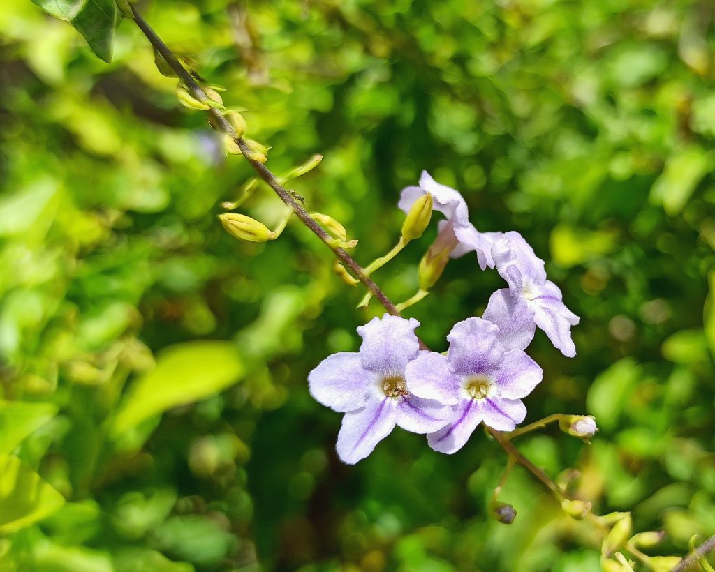 Flowers of a plant - PixaHive