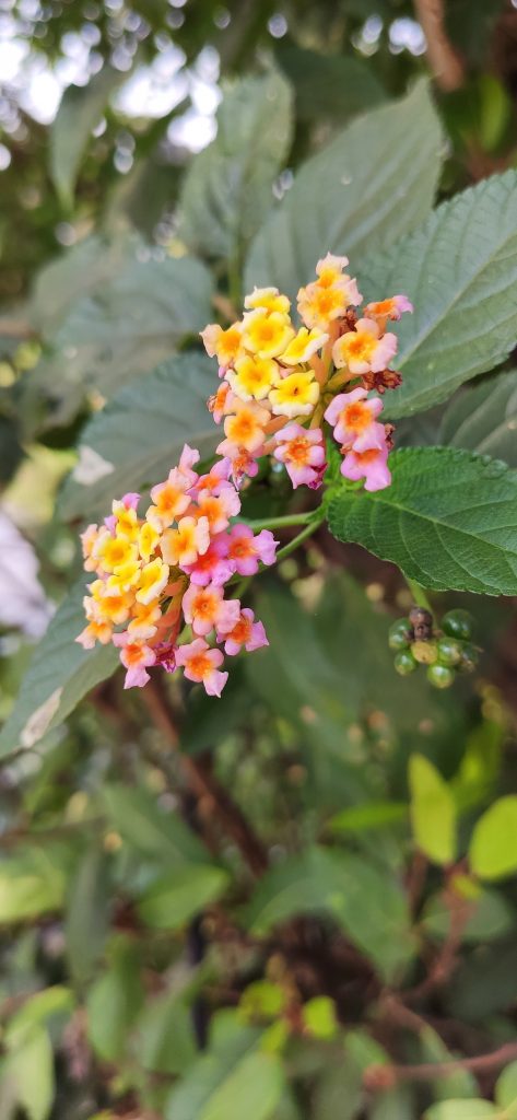 Flowers on plant - PixaHive