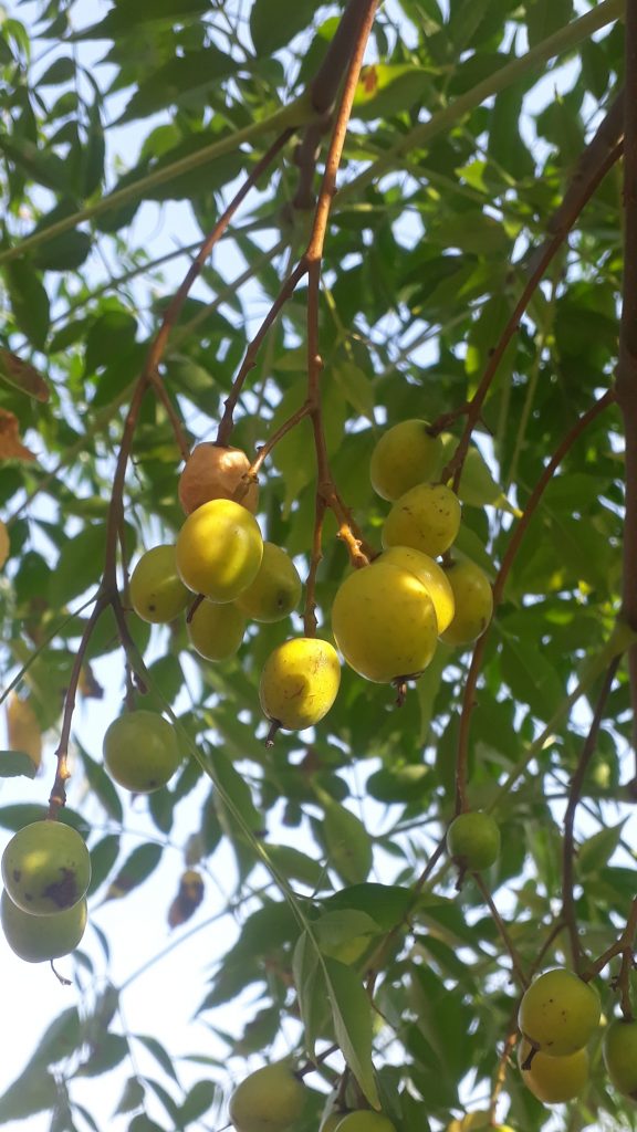 Fruits on tree - PixaHive