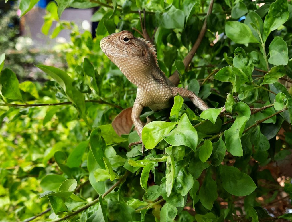 Garden lizard on plant - PixaHive