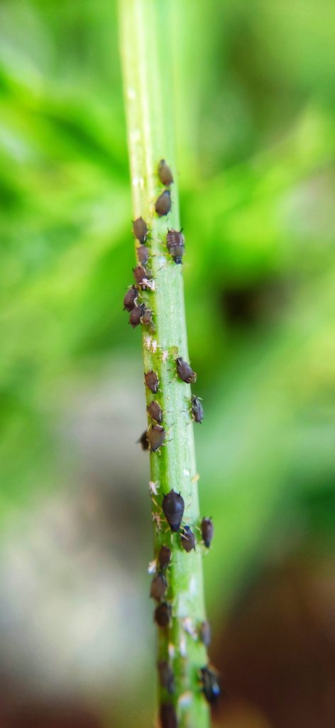 Garden pest on plant stem - PixaHive