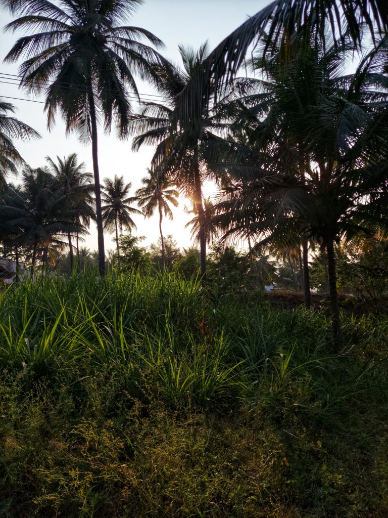 Grass and trees - PixaHive