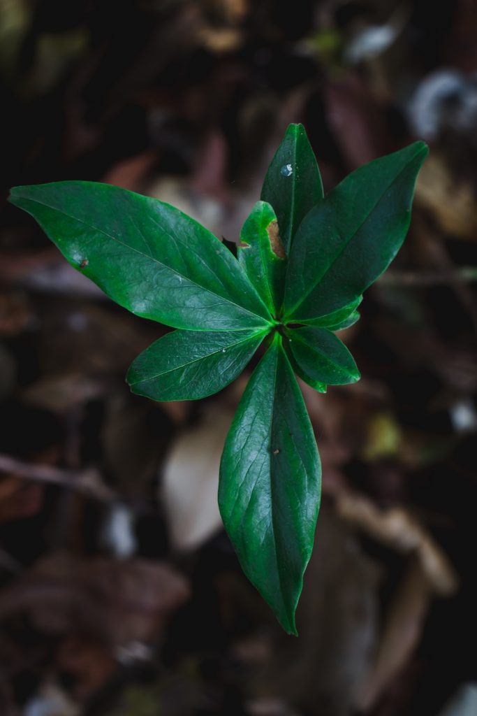 Green leaf - PixaHive