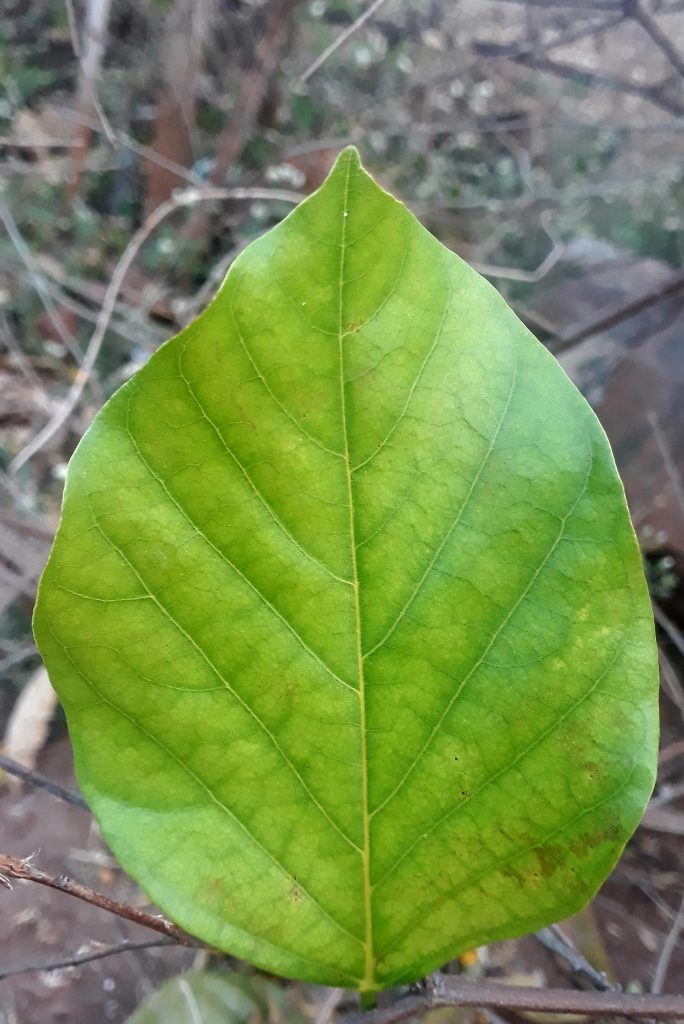 Green leaf - PixaHive