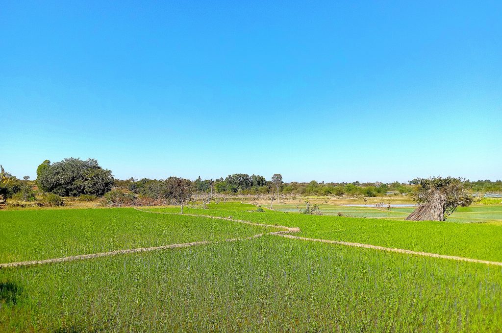 Greenery of fields - PixaHive