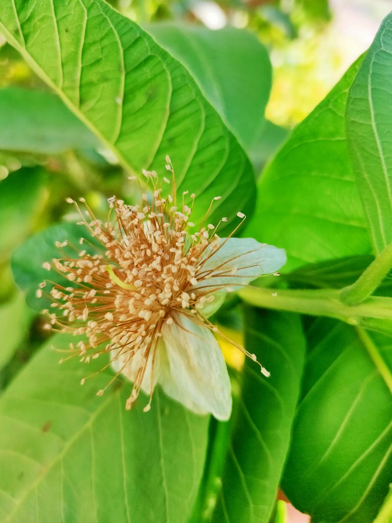 Guava flower - PixaHive