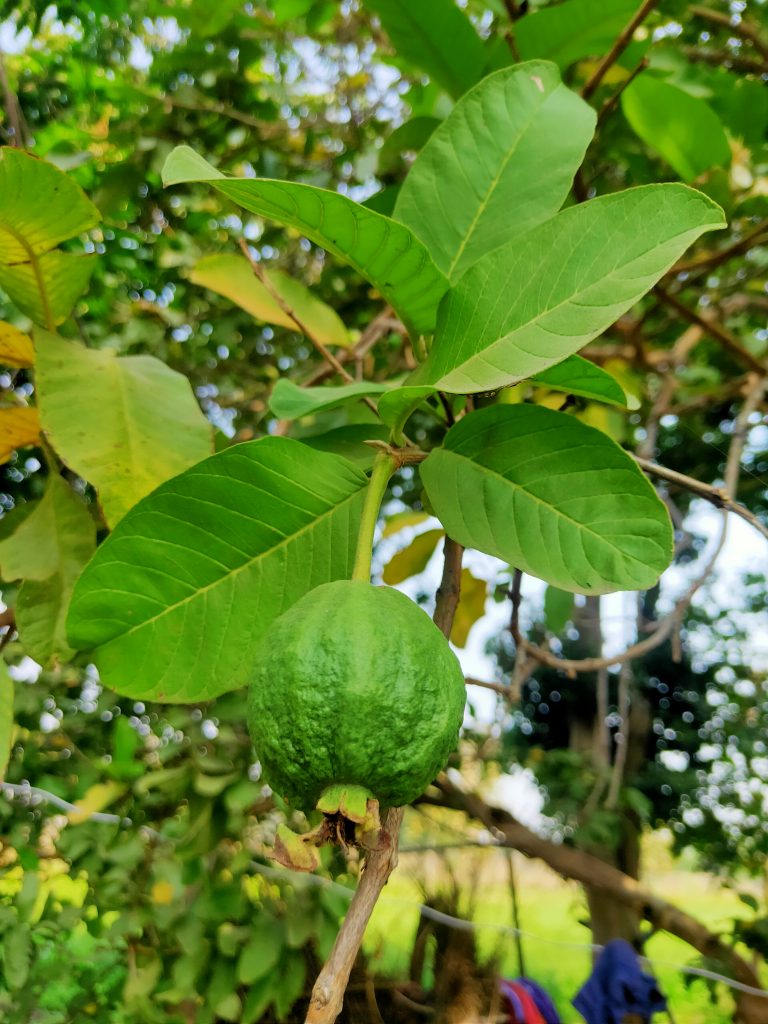 Guava fruit hanging on its tree - PixaHive