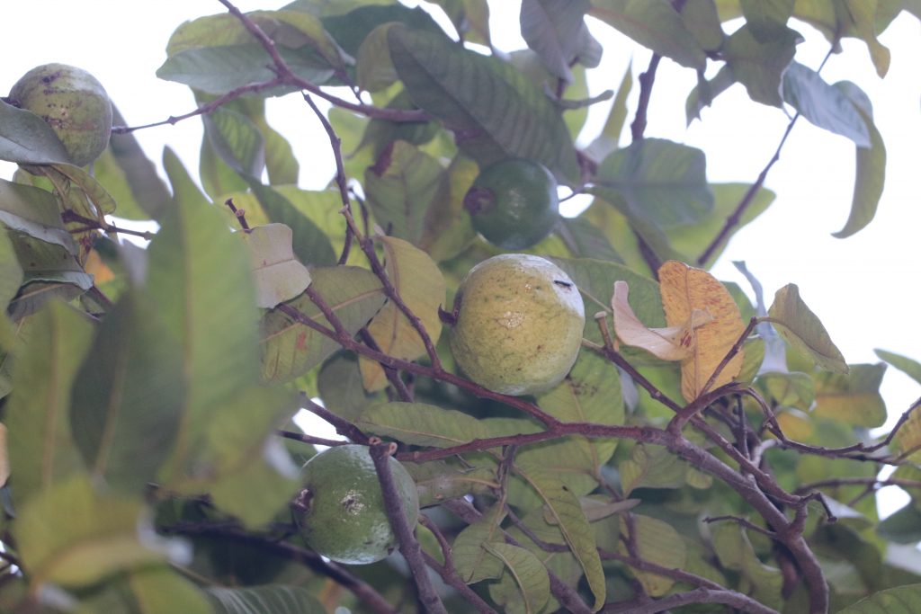 Guava on the tree - PixaHive