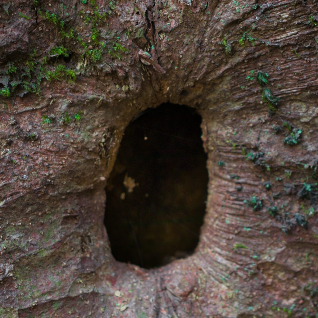 A tree hole - PixaHive