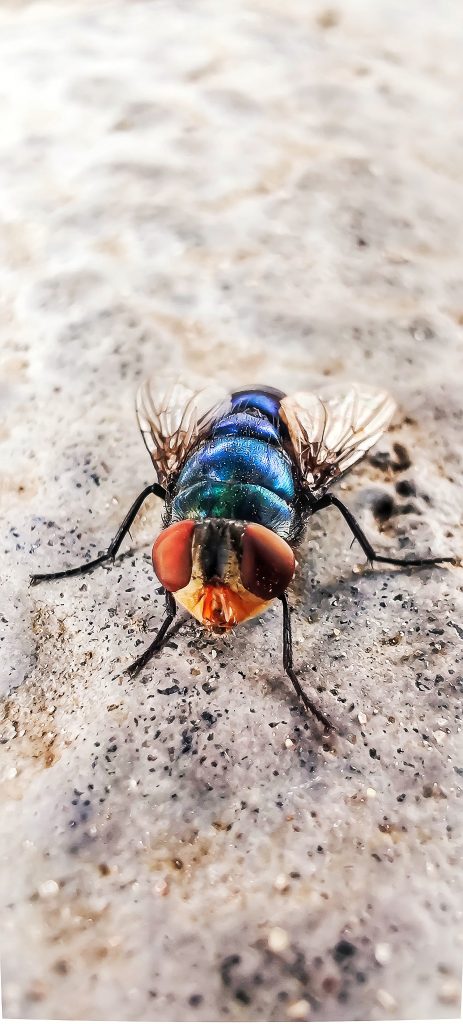 House Fly - PixaHive