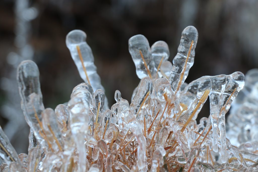 Ice on grass - PixaHive