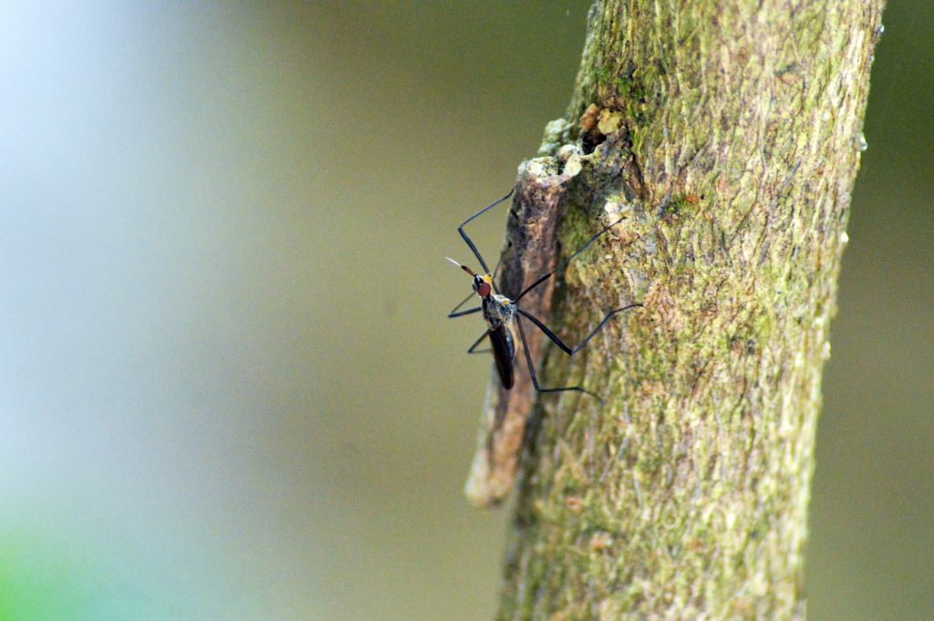 An insect on a tree - PixaHive