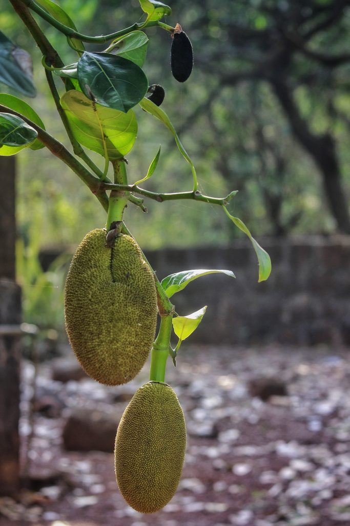 Jackfruit on tree - PixaHive