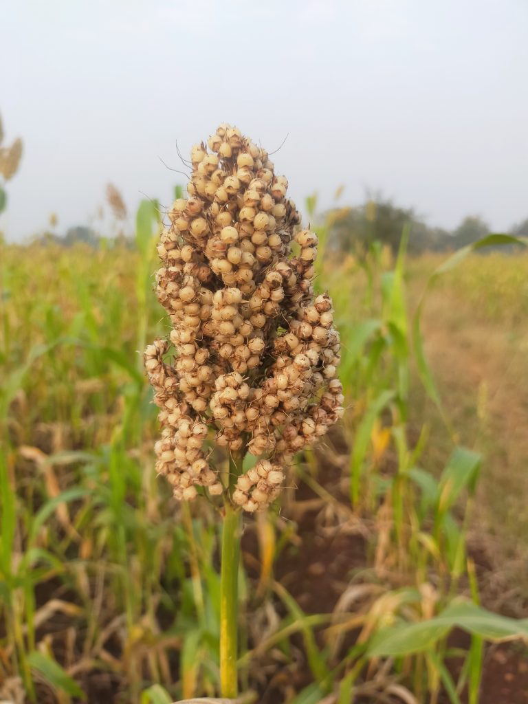 Jawar crop floral in farm - PixaHive