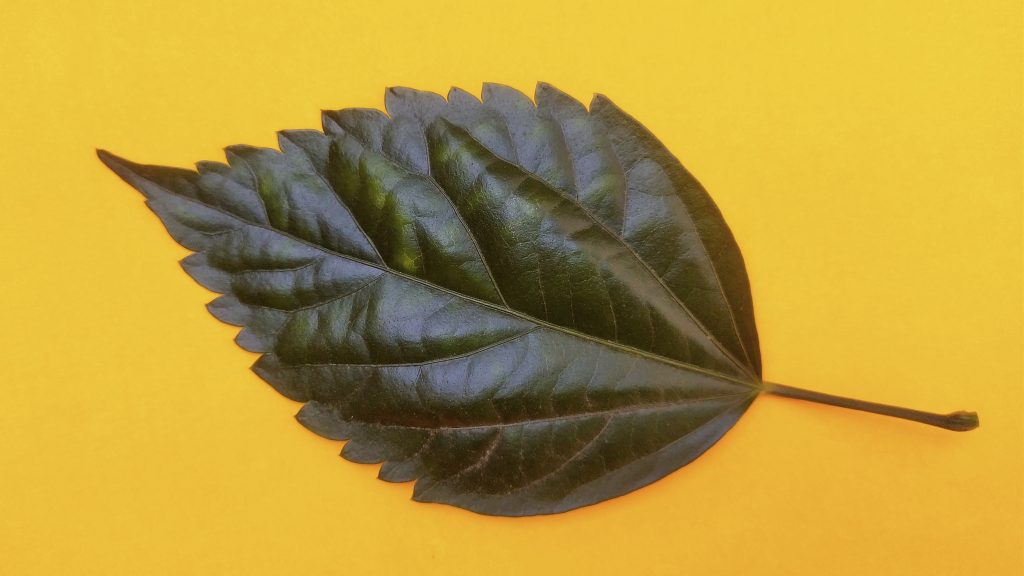 Leaf macro view - PixaHive