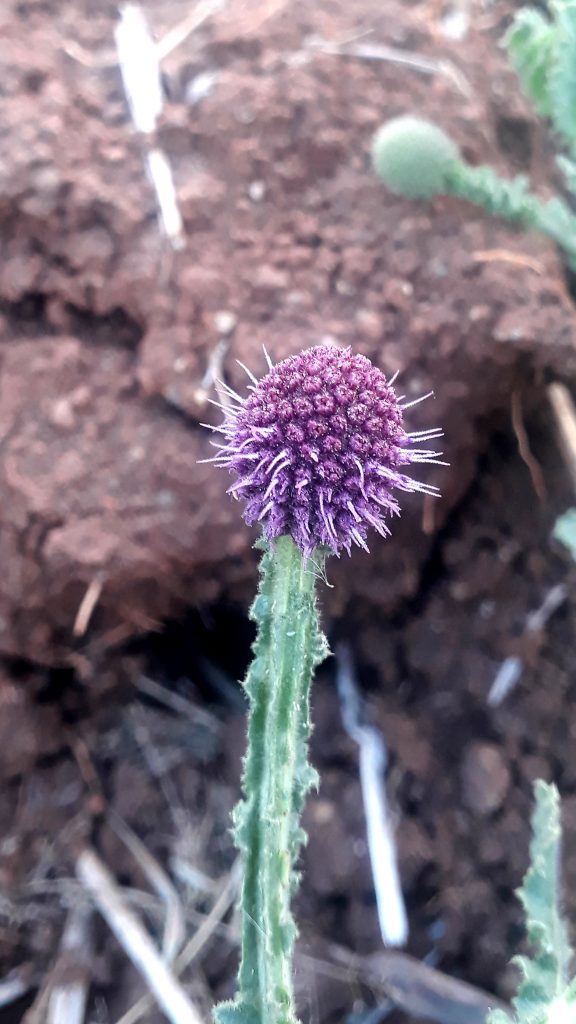 Wild Plant - PixaHive