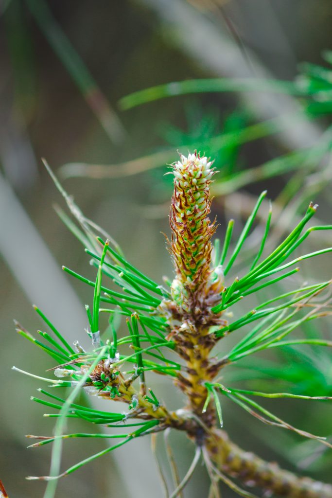 Leaves of pine tree - PixaHive
