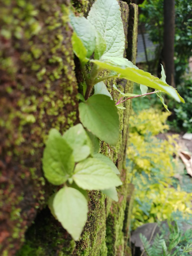 Leaves on tree - PixaHive